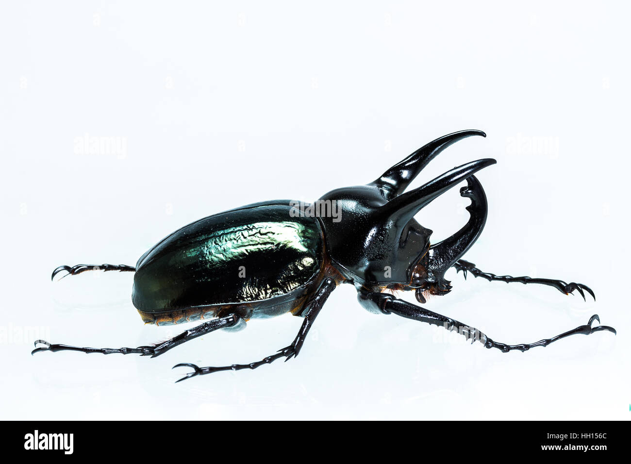 Three-Horned Beetle (Chalcosoma caucasus) on white background Stock ...
