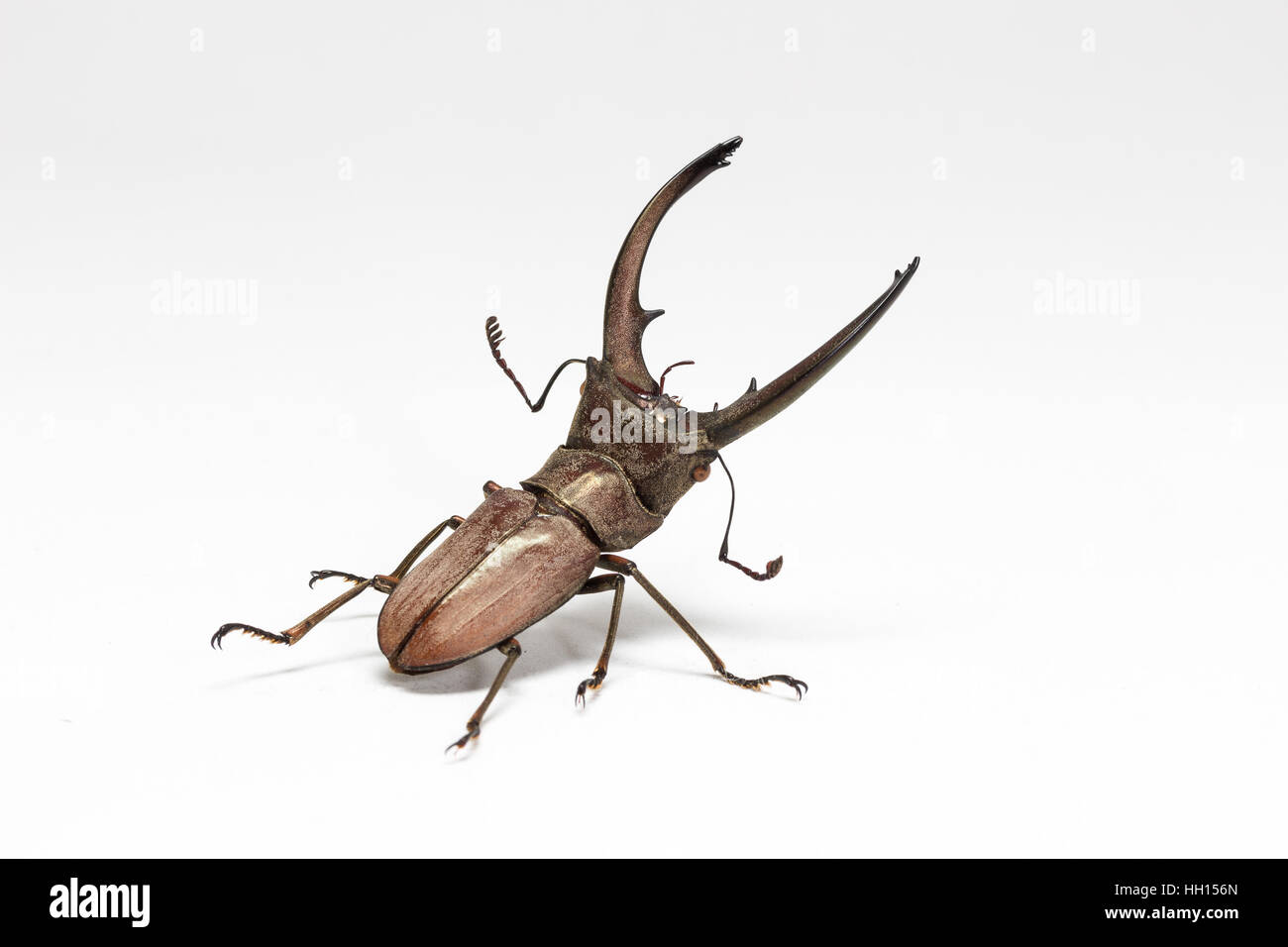 Golden Stag Beetle on white background Stock Photo - Alamy