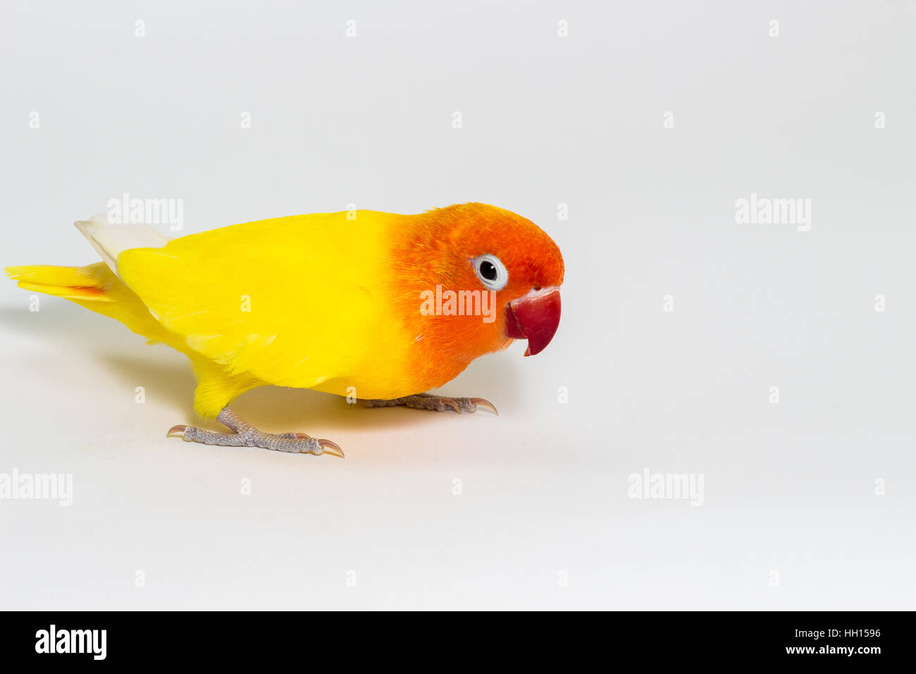 Double Yellow Lovebird on white background Stock Photo - Alamy