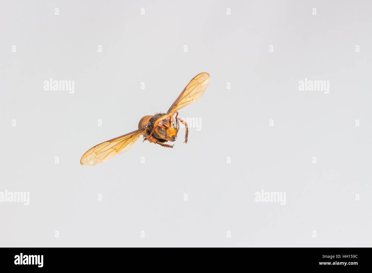 Wasp flying white background hi-res stock photography and images - Alamy
