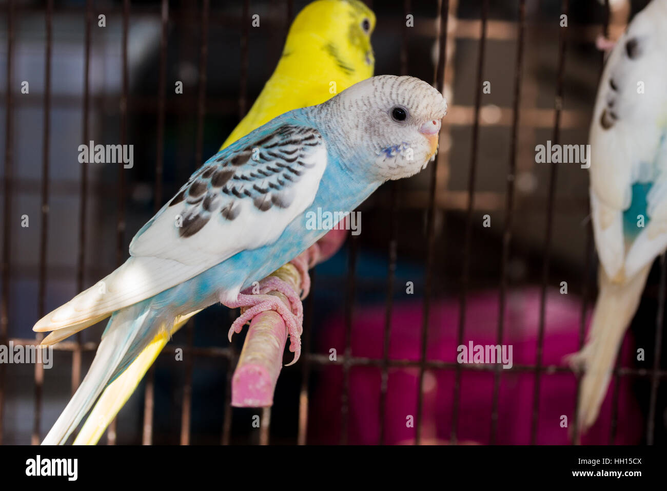 Yellow Budgie, Budgerigar Birds in the cage Stock Photo - Alamy