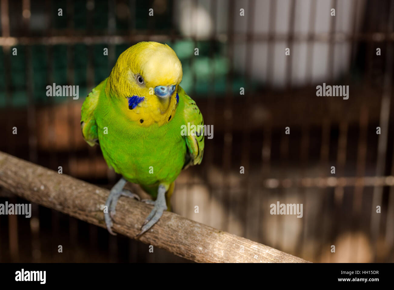 Yellow budgie budgerigar birds in hi-res stock photography and images ...
