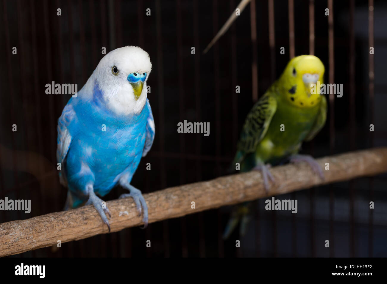 Yellow Budgie, Budgerigar Birds in the cage Stock Photo - Alamy