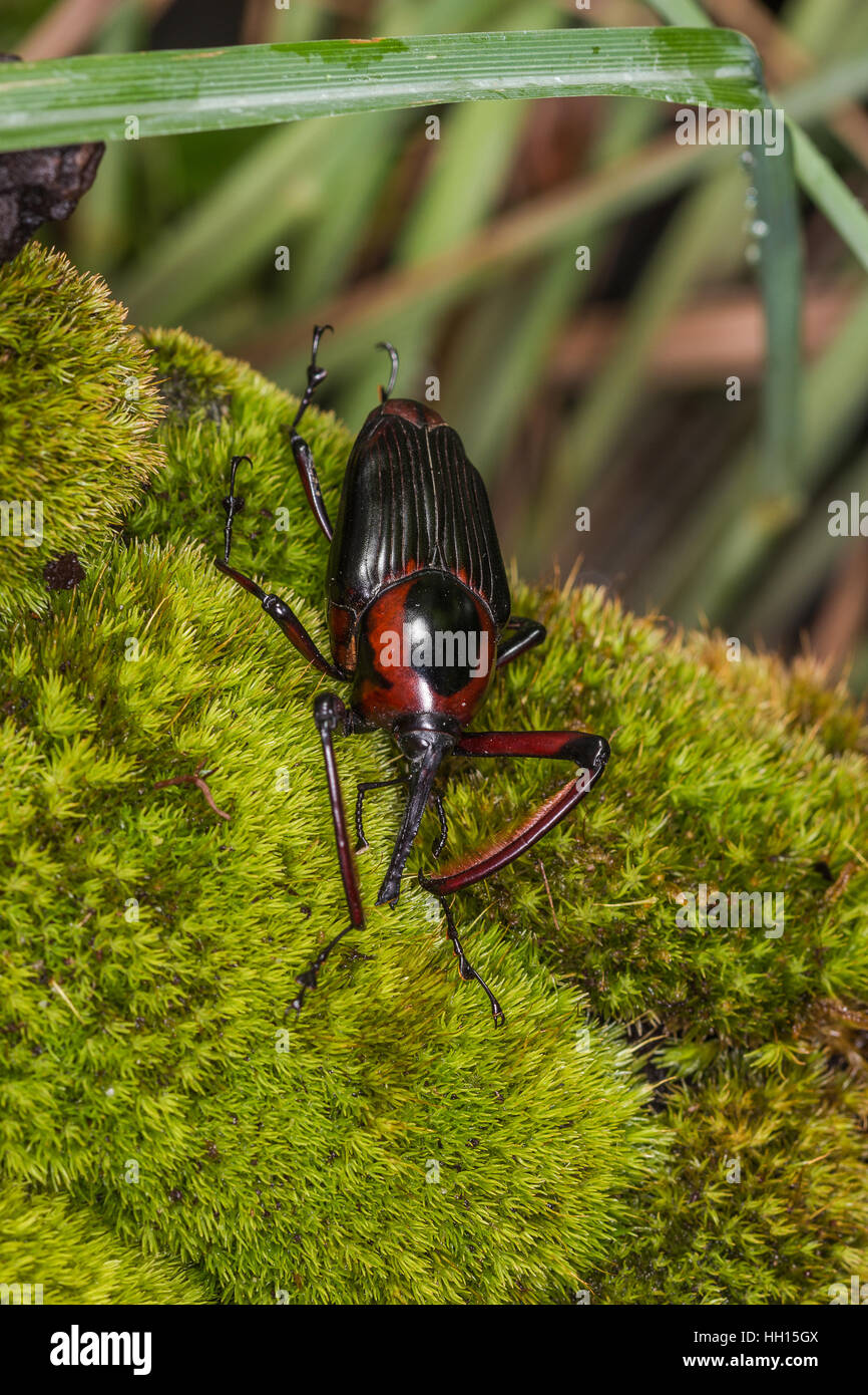 Snout beetle hi-res stock photography and images - Alamy