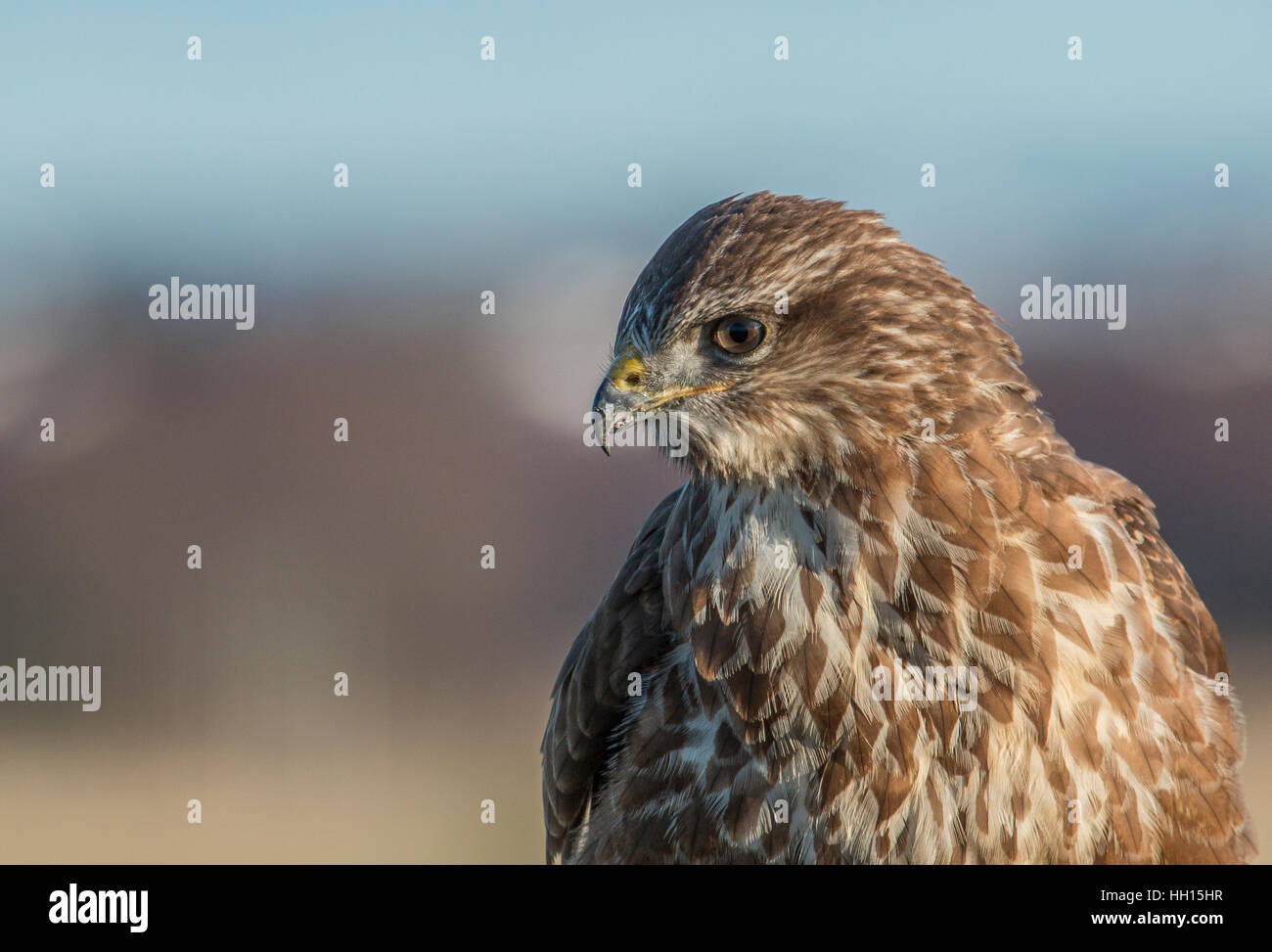 Light common buzzard hi-res stock photography and images - Alamy