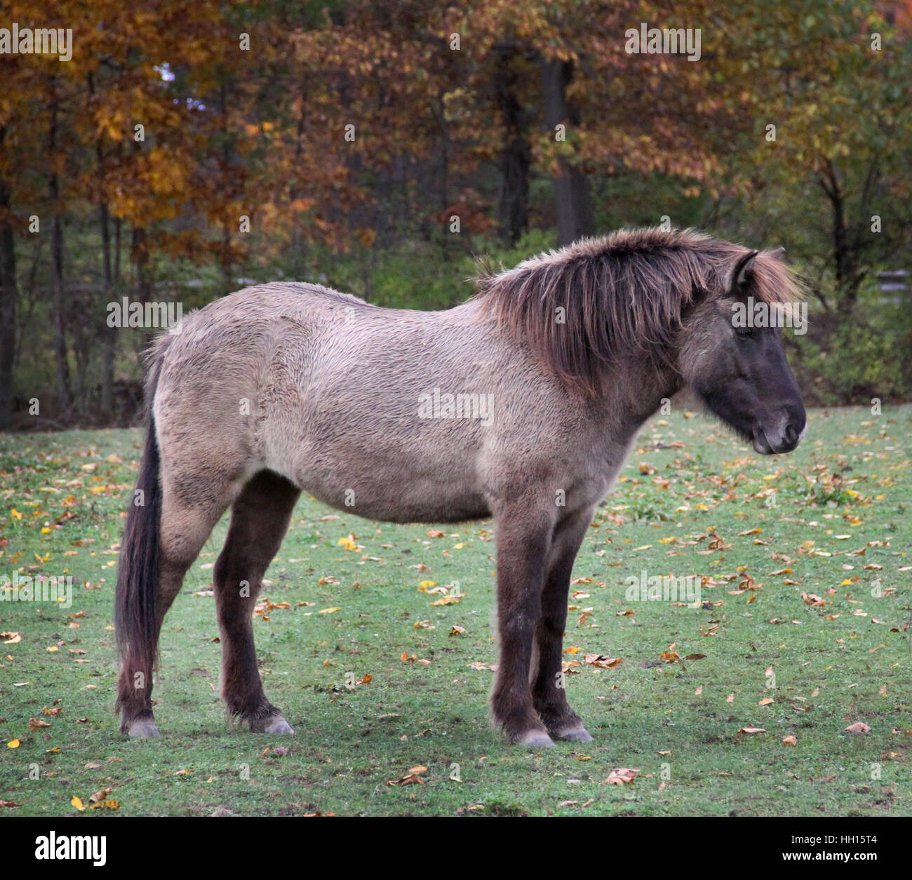 A young Icelandic blue dun filly stands out in the autumn pasture Stock ...