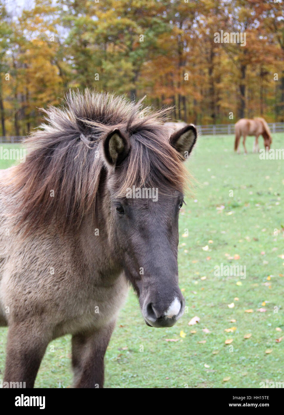 A blue dun Icelandic horse filly in pasture with a red dun Icelandic ...