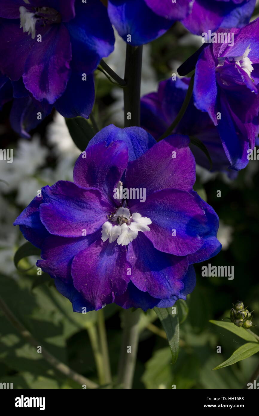 The delphinium society hi-res stock photography and images - Alamy