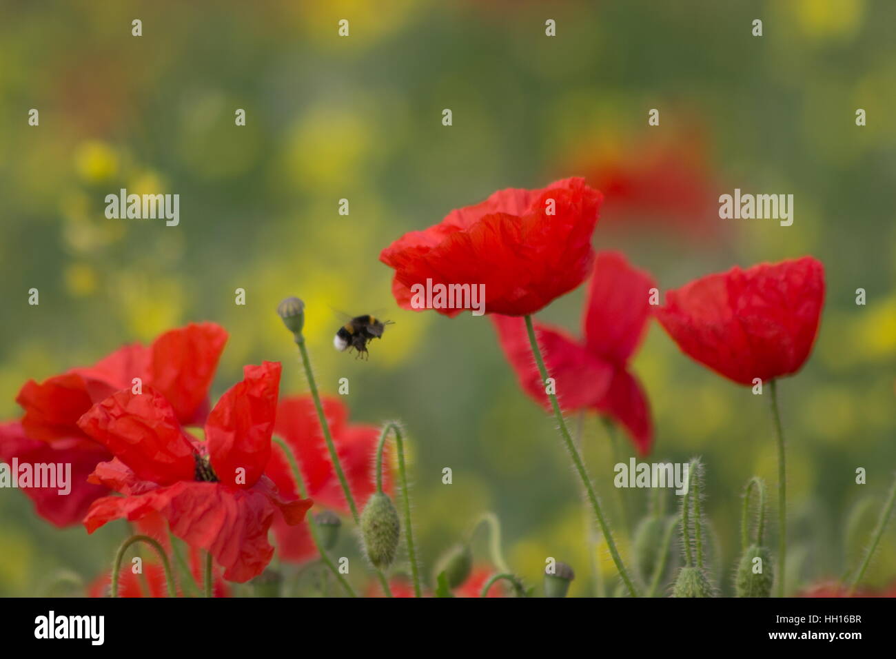 Common poppy Papaver rhoeas Poppy field and Bumble bee flying onto ...