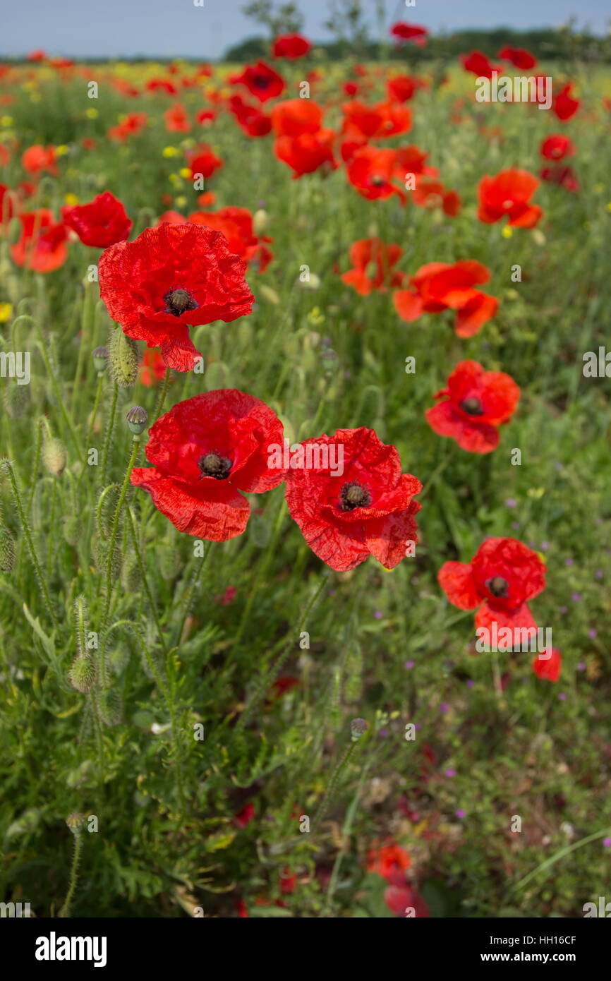 Poppy images hi-res stock photography and images - Alamy