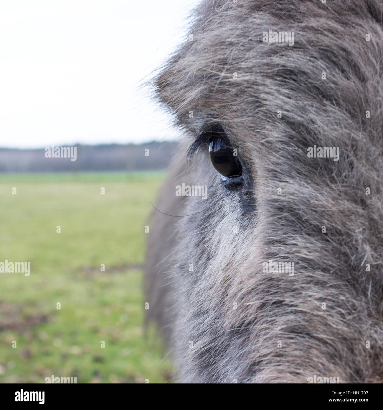 Eye of a donkey on a meadow Stock Photo - Alamy