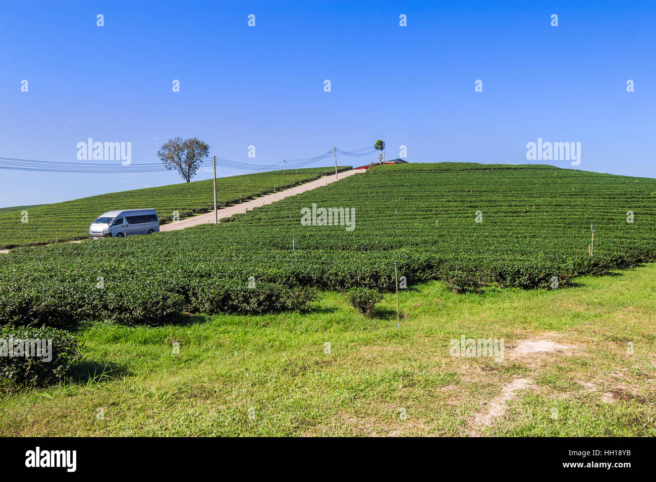 Tea plantation, tea field, tea farm Stock Photo - Alamy