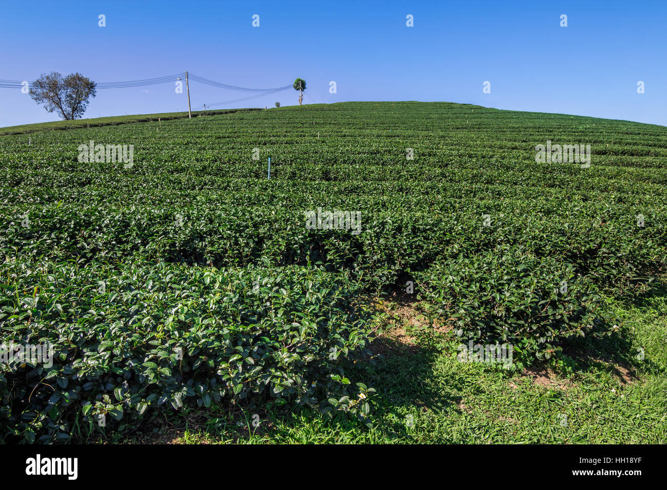 Tea plantation, tea field, tea farm Stock Photo - Alamy