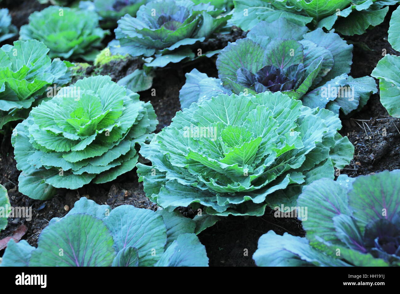 Purple cabbage flower hi-res stock photography and images - Alamy