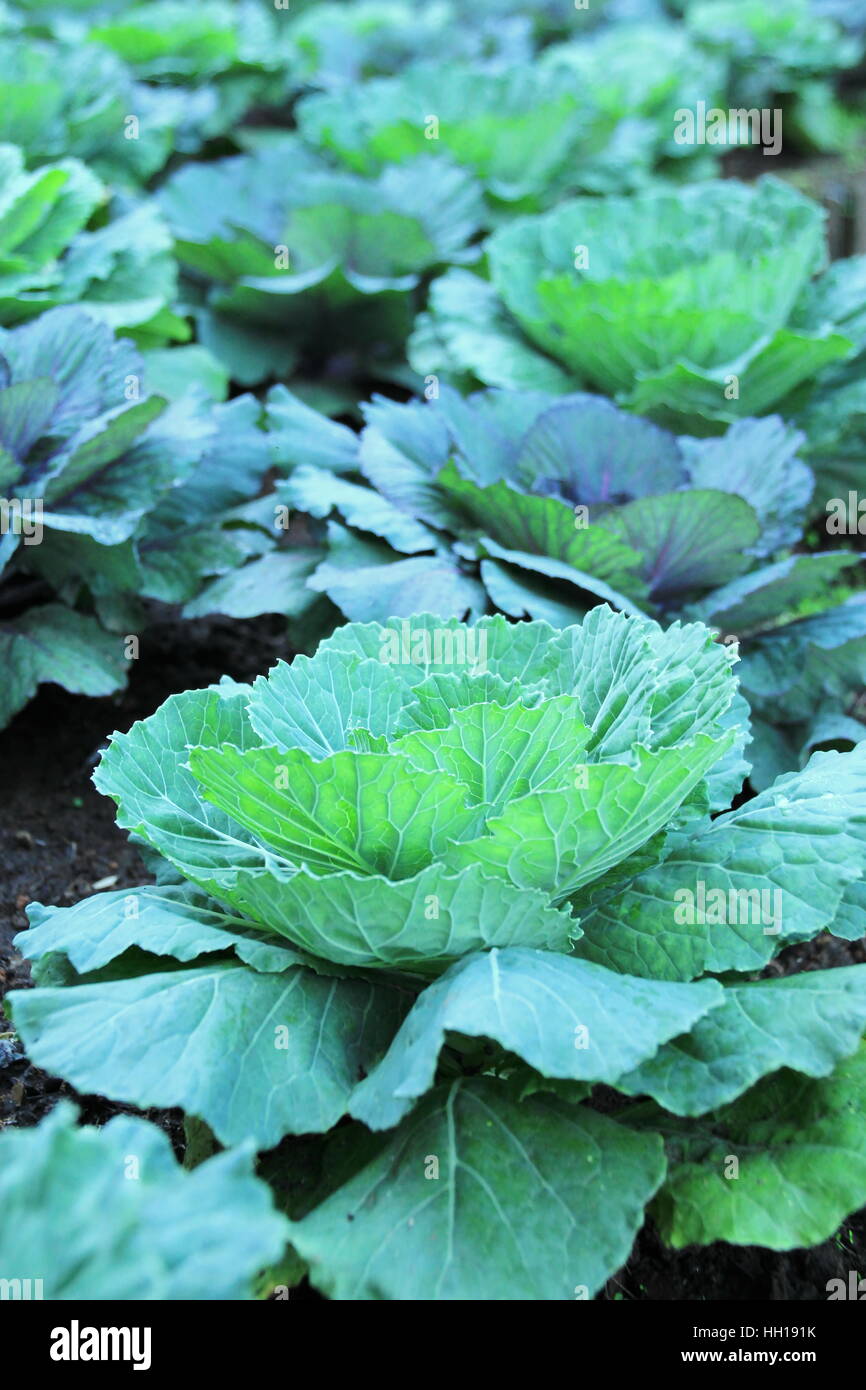 Cabbage flower hi-res stock photography and images - Alamy