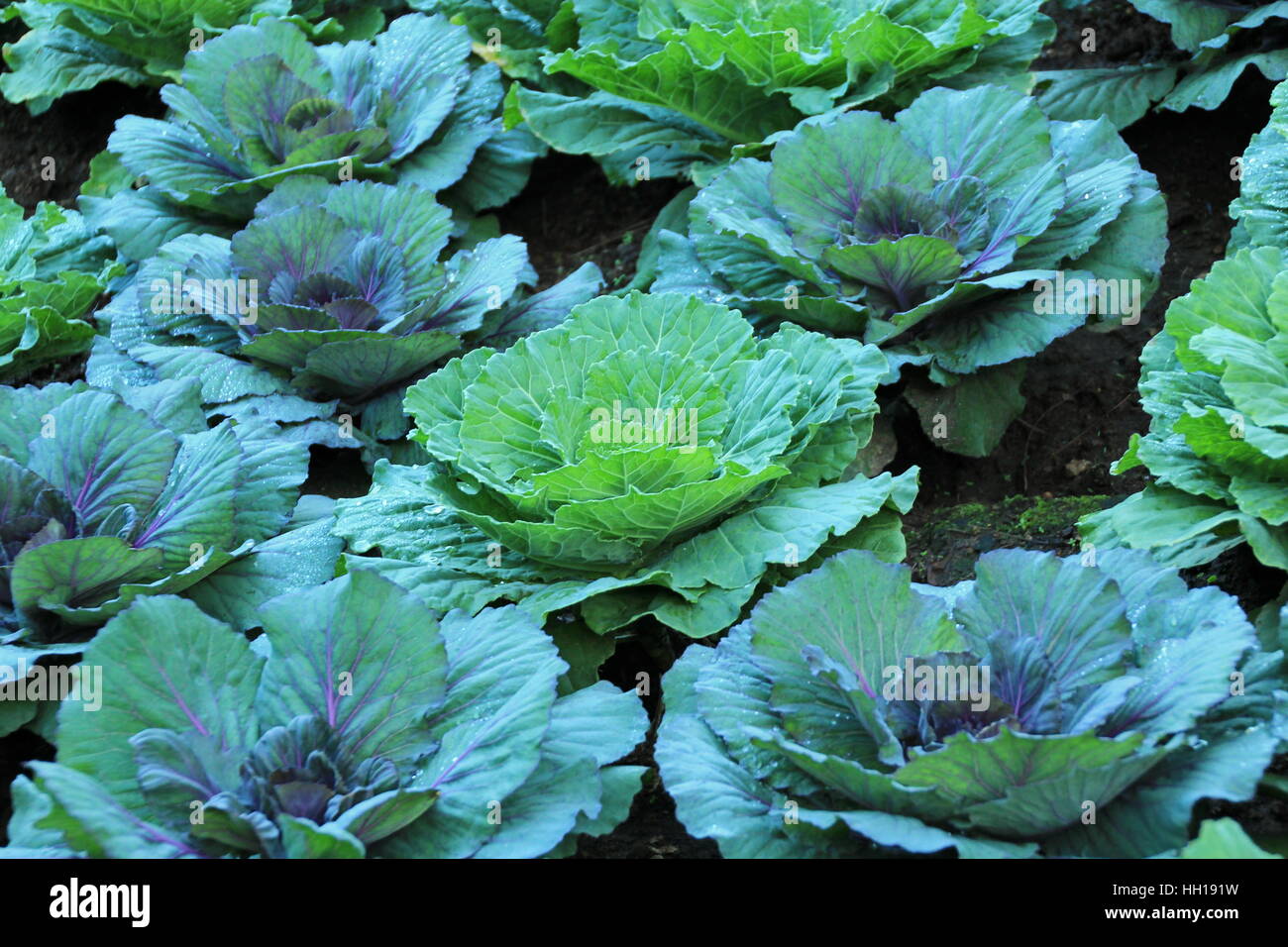 Purple cabbage flower hi-res stock photography and images - Alamy