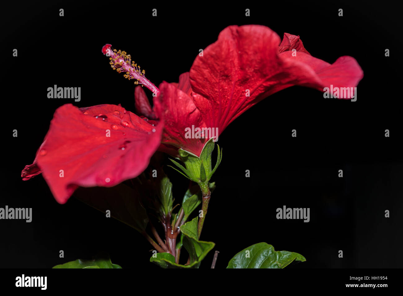 blooming red hibiscus flower close-up isolated on a dark background ...
