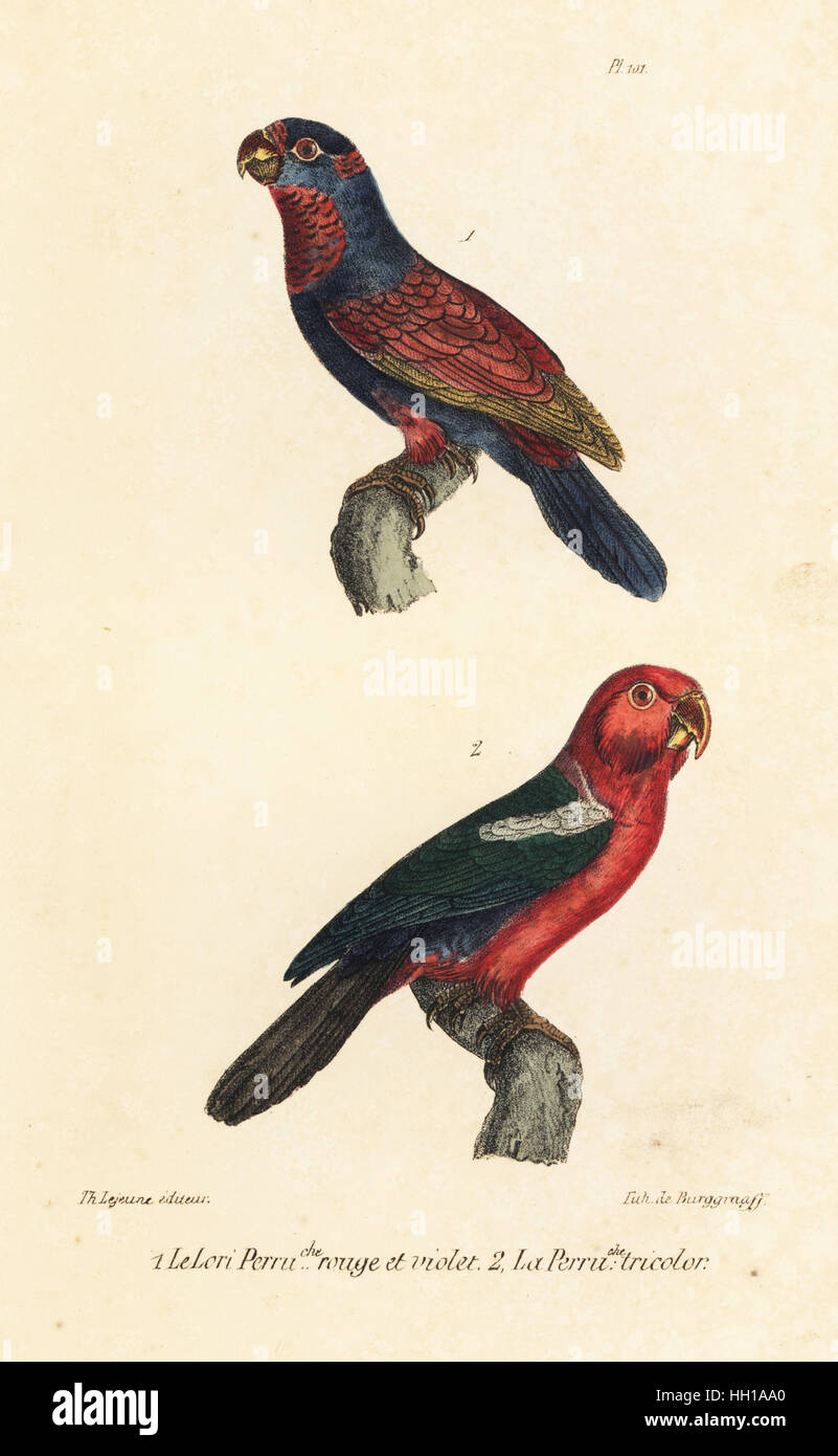 Red-and-blue lory, Eos histrio (endangered) and Moluccan king parrot ...