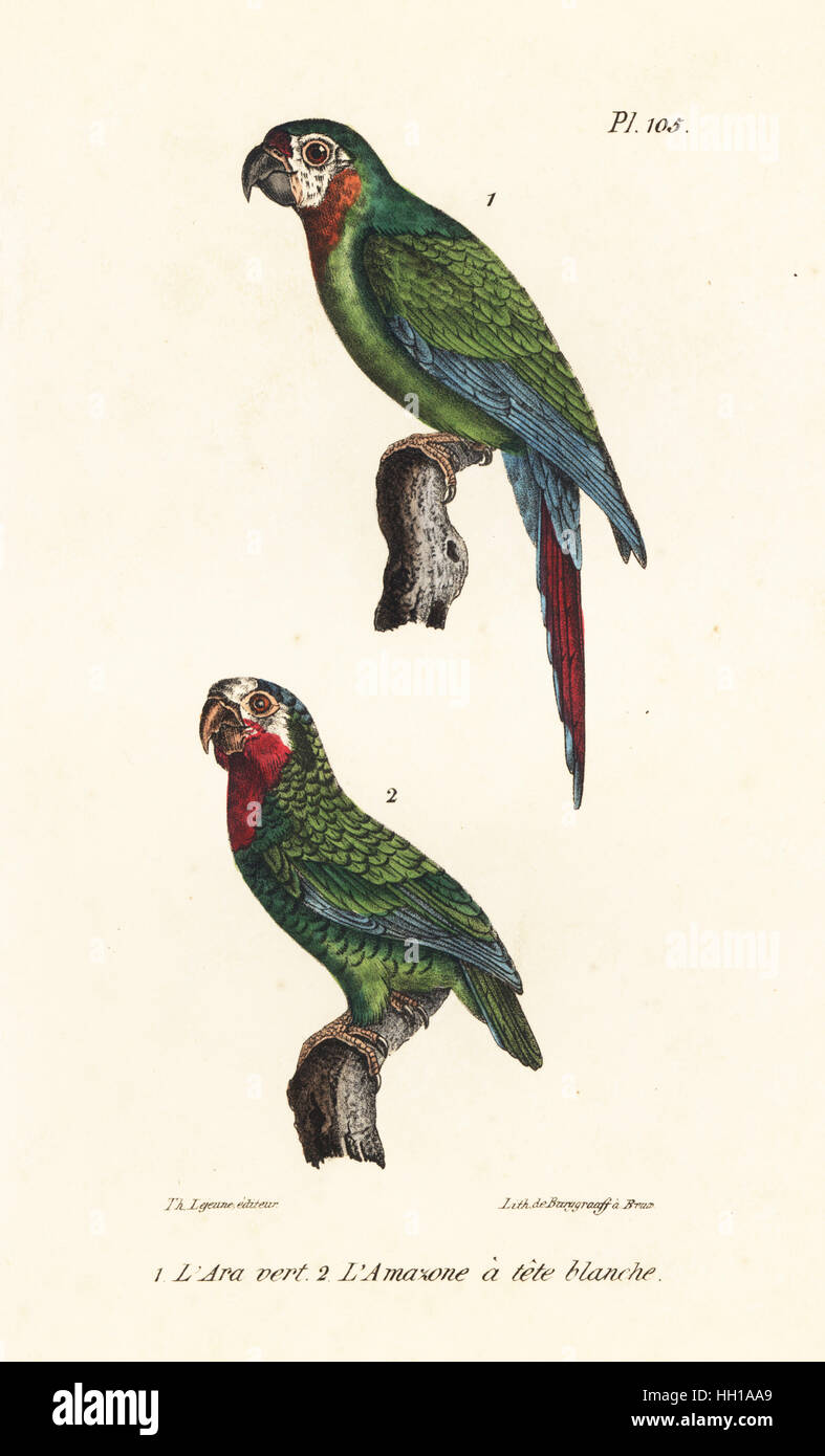 Cuban Macaw