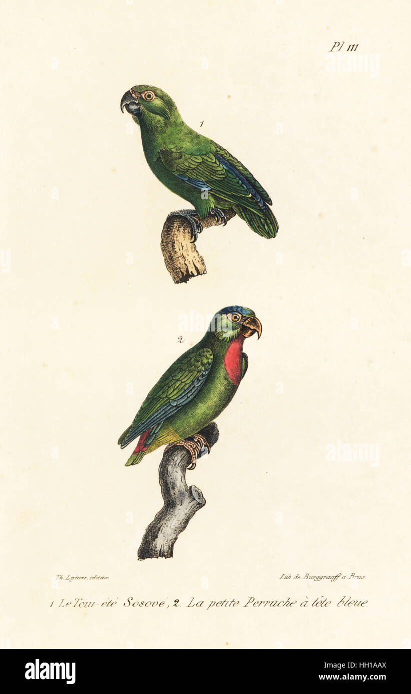 Green-rumped parrotlet, Forpus passerinus, and blue-crowned hanging ...