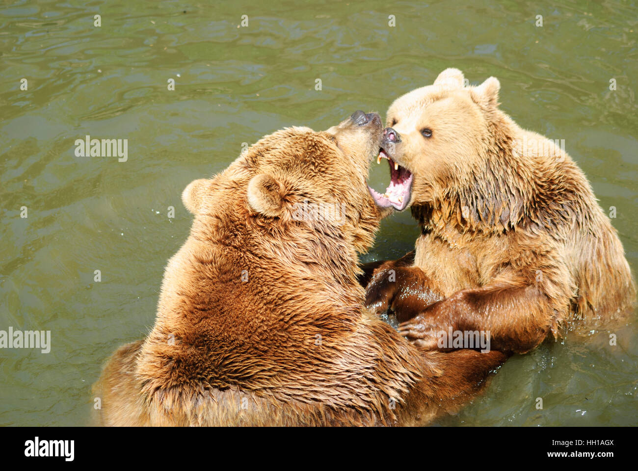 Haag: Brown bear (Ursus arctos) in the animal park, Mostviertel ...