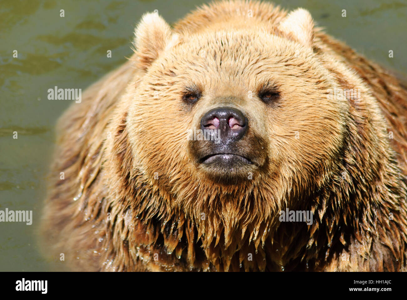 Haag: Brown bear (Ursus arctos) in the animal park, Mostviertel ...