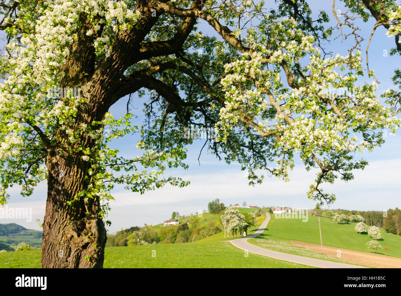 St. Georgen in der Klaus: farms and flowering fruit trees, Mostviertel ...