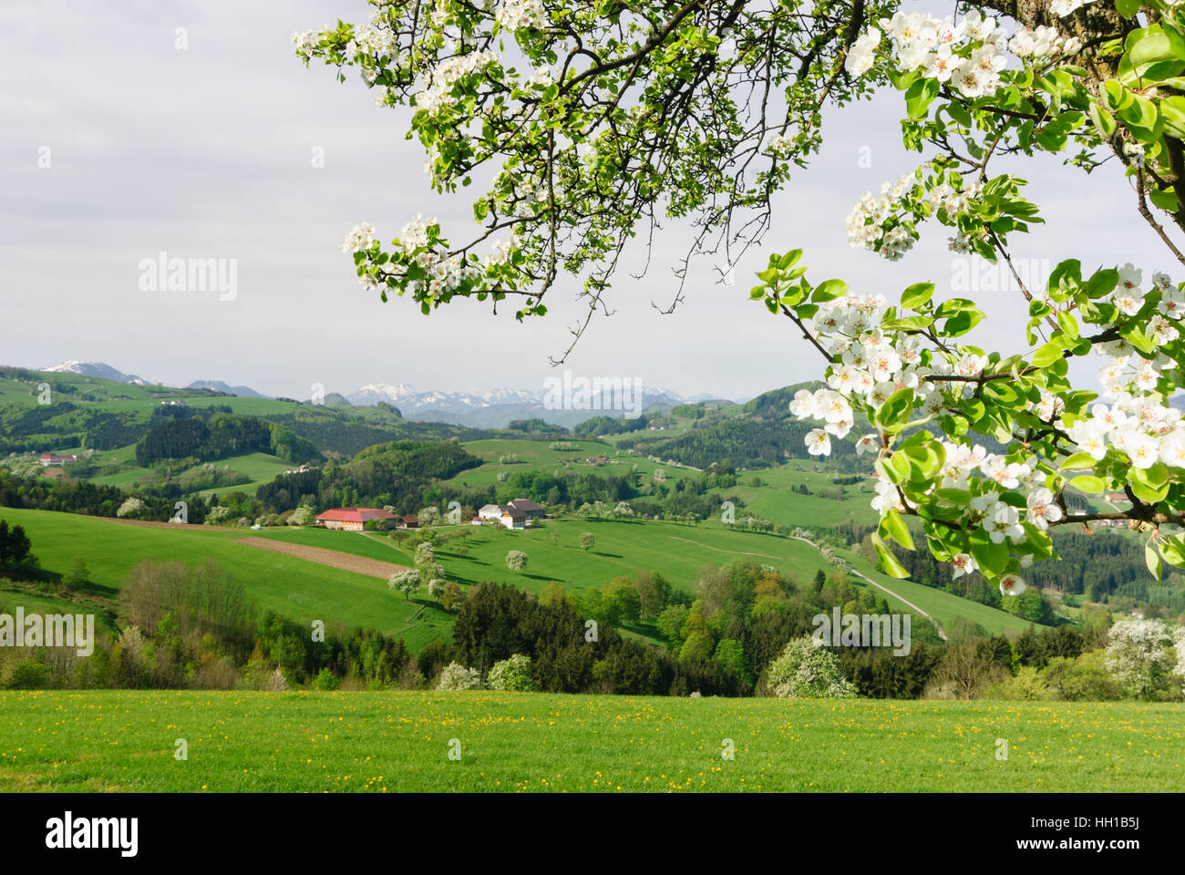 St. Georgen in der Klaus: Farms and flowering fruit trees before the ...