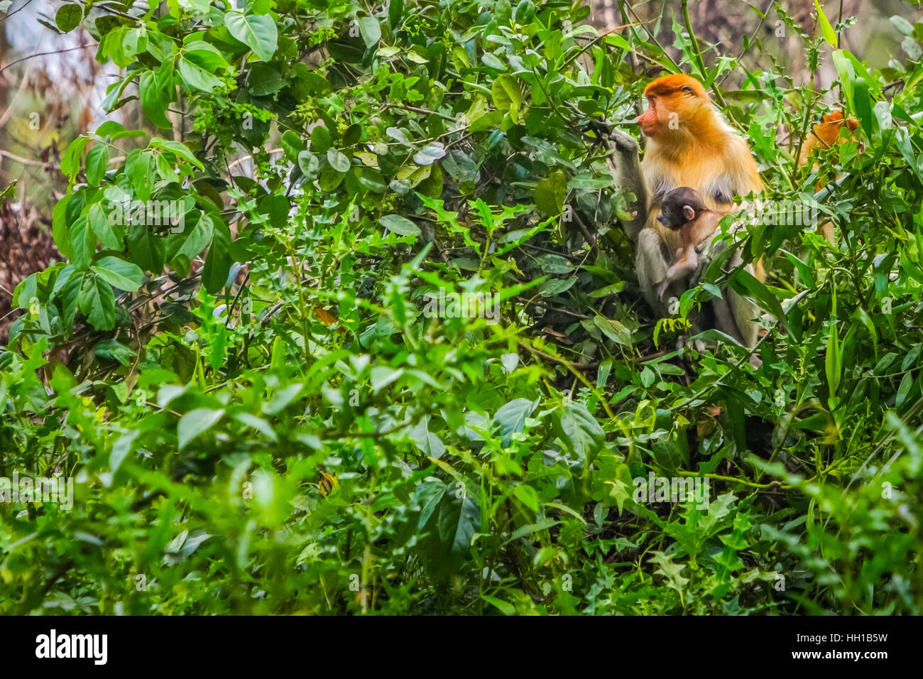 Juvenile proboscis monkey hi-res stock photography and images - Alamy