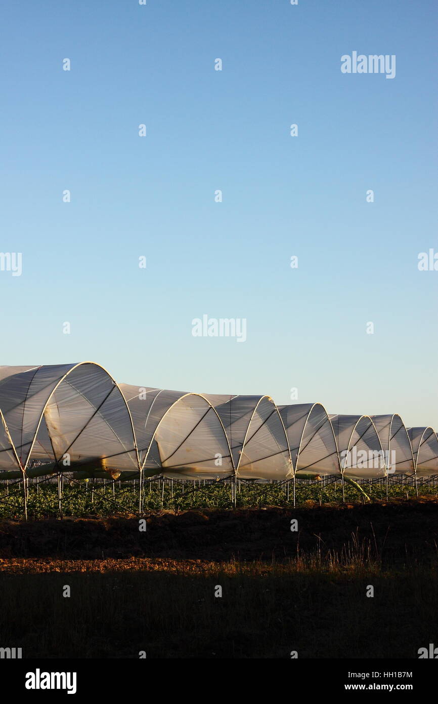 Strawberry polytunnel hi-res stock photography and images - Alamy