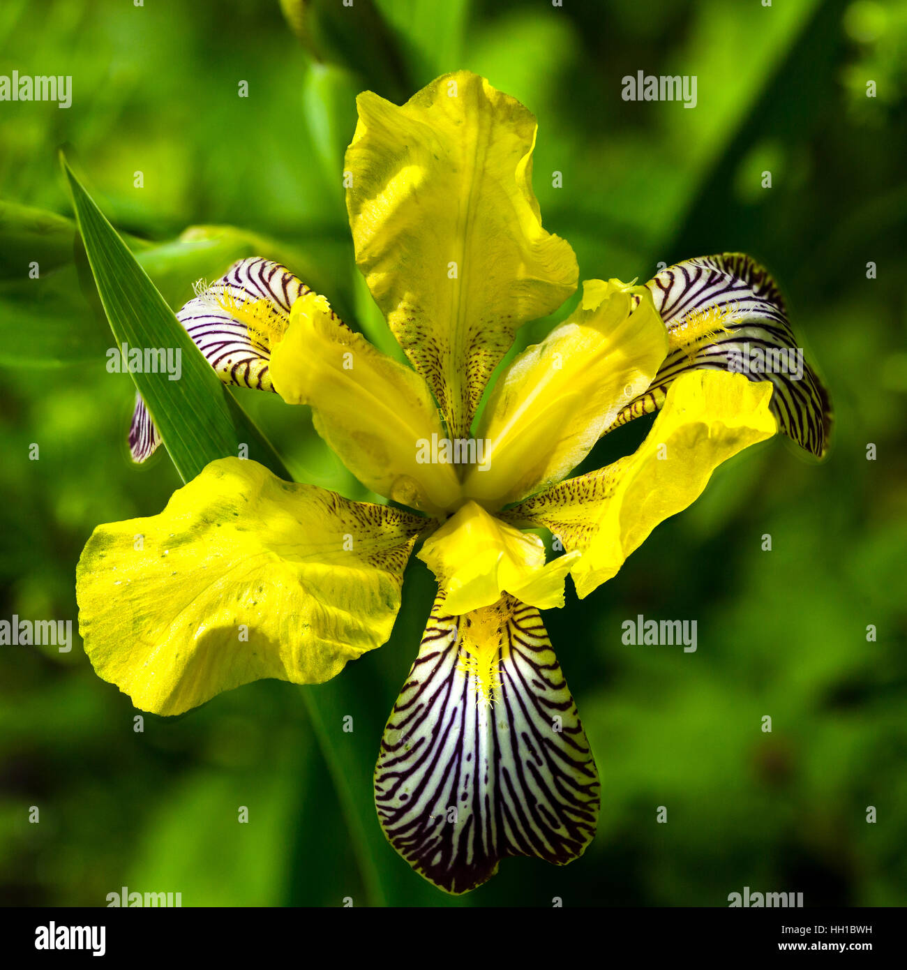 Hungarian iris (Iris variegata) in natural environment Stock Photo - Alamy