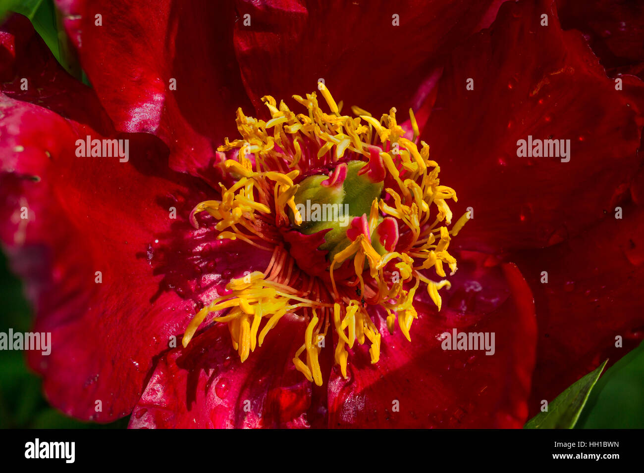 Common peony hi-res stock photography and images - Alamy