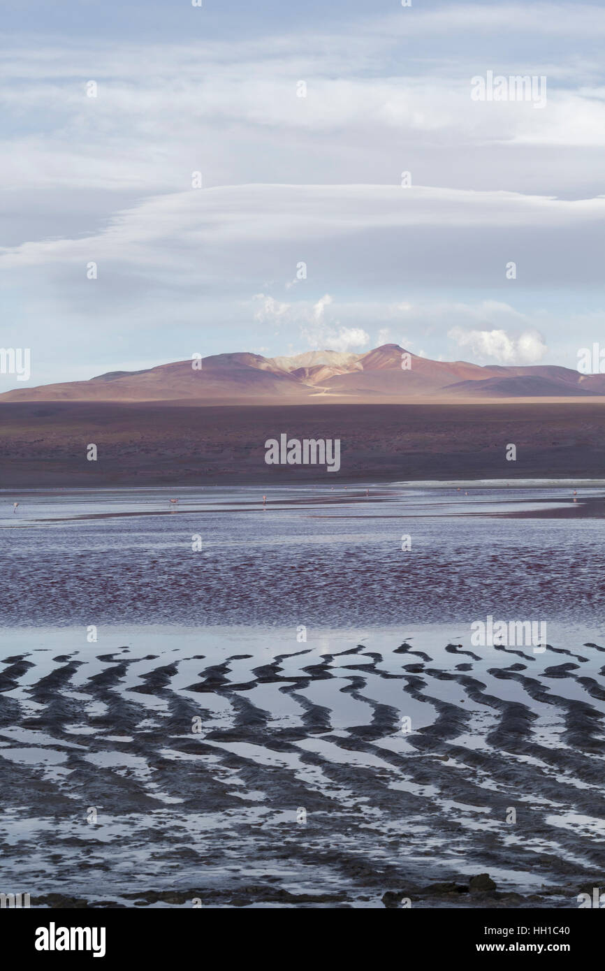 Colorado Lagoon, Salt Lake, Bolivia Stock Photo - Alamy