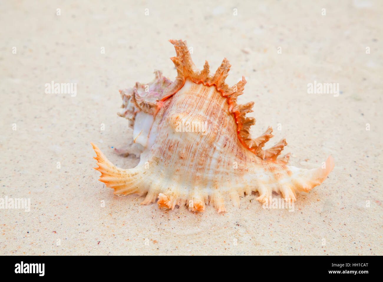 Small seashell on beach maritime hi-res stock photography and images ...