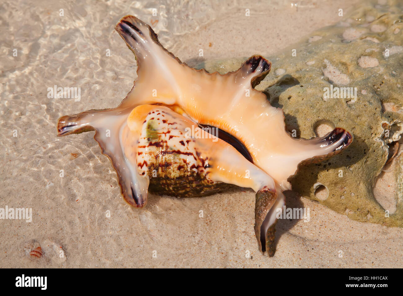 Sea shell on the shore Stock Photo - Alamy