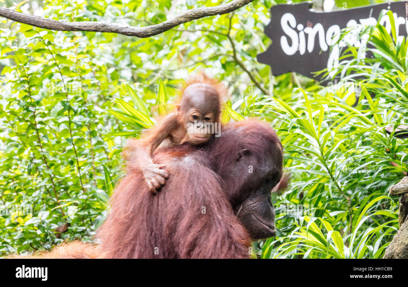 Mother and baby Orangutan at Singapore Zoo Stock Photo - Alamy