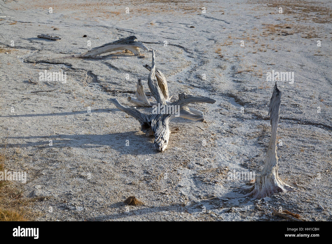 Dead forest in the Lower geyser basin in the Yellowstone National park ...