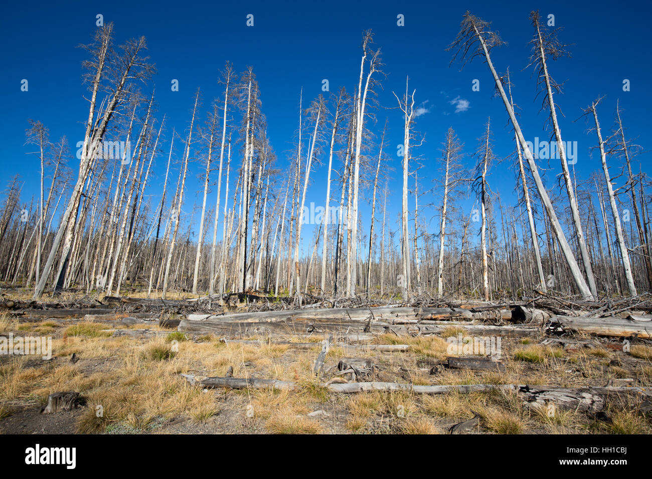 Dead forest in the Lower geyser basin in the Yellowstone National park ...