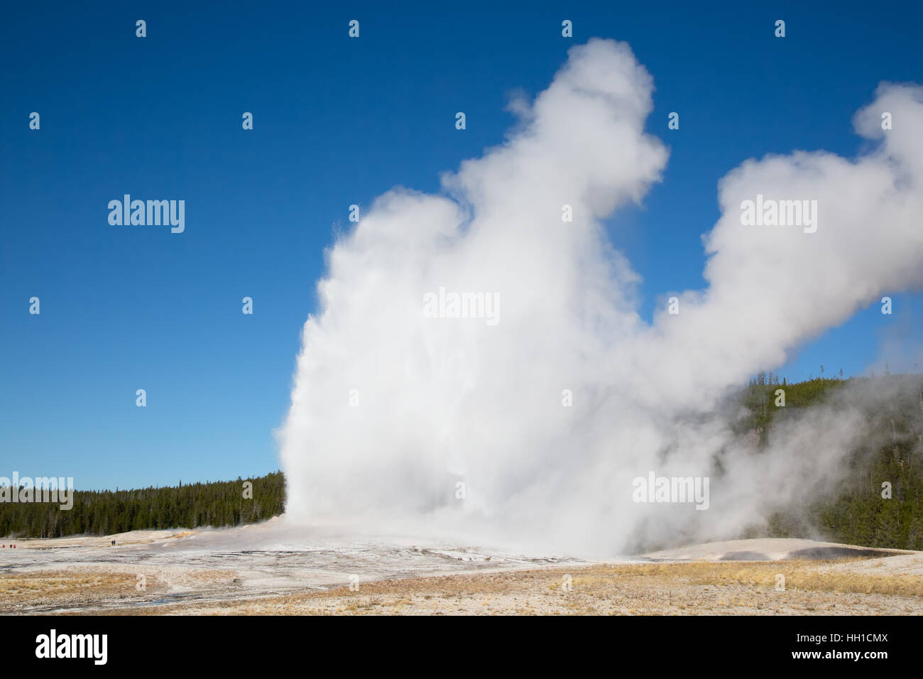 Old Faithful geyser eruption in the Yellowstone national park, USA ...