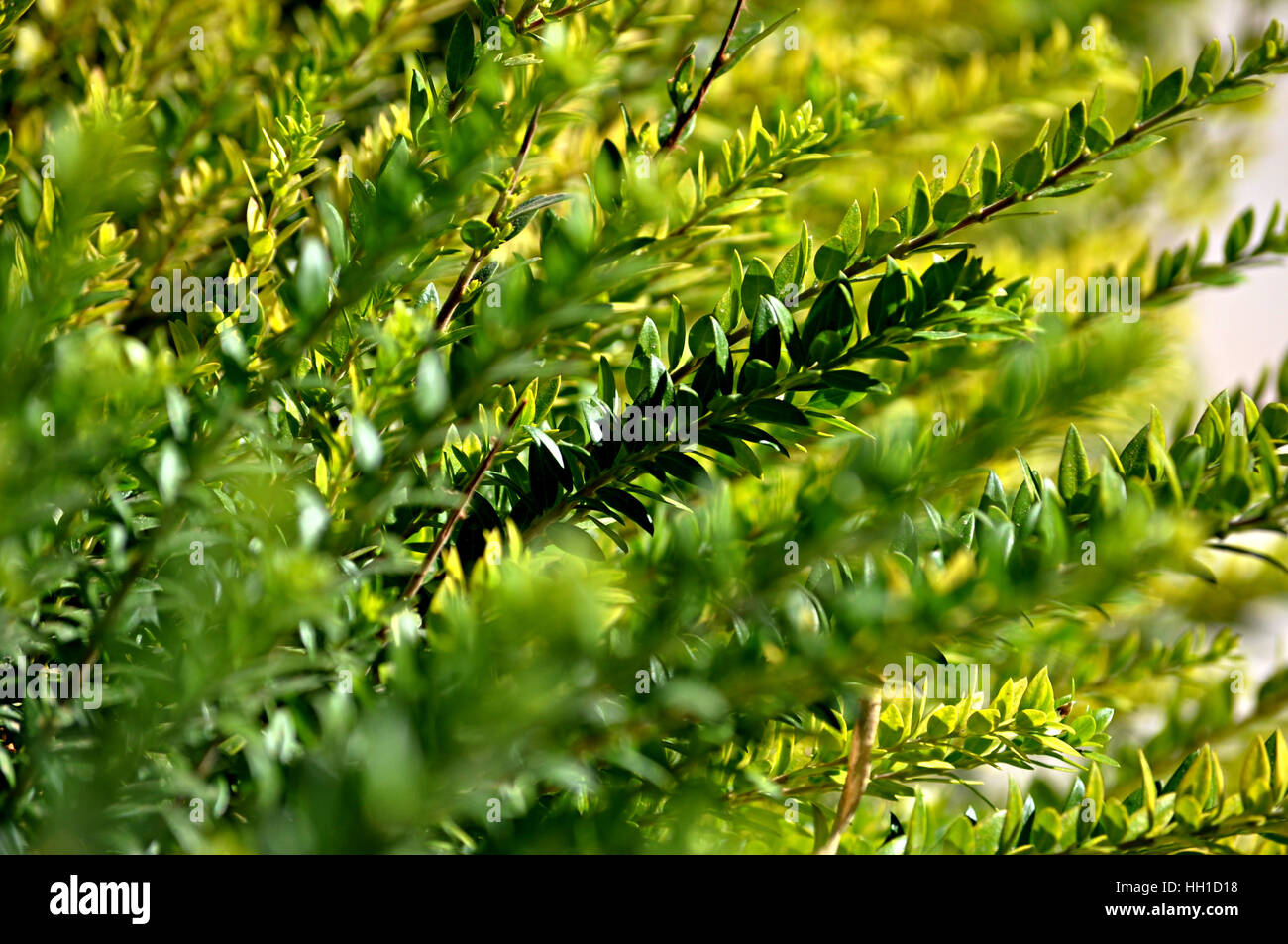 Green growing myrtle Stock Photo - Alamy