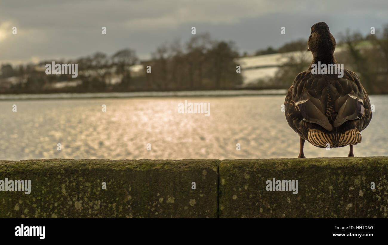 Duck funny hi-res stock photography and images - Alamy