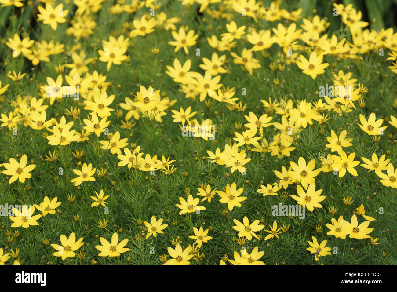 Coreopsis verticillata hi-res stock photography and images - Alamy