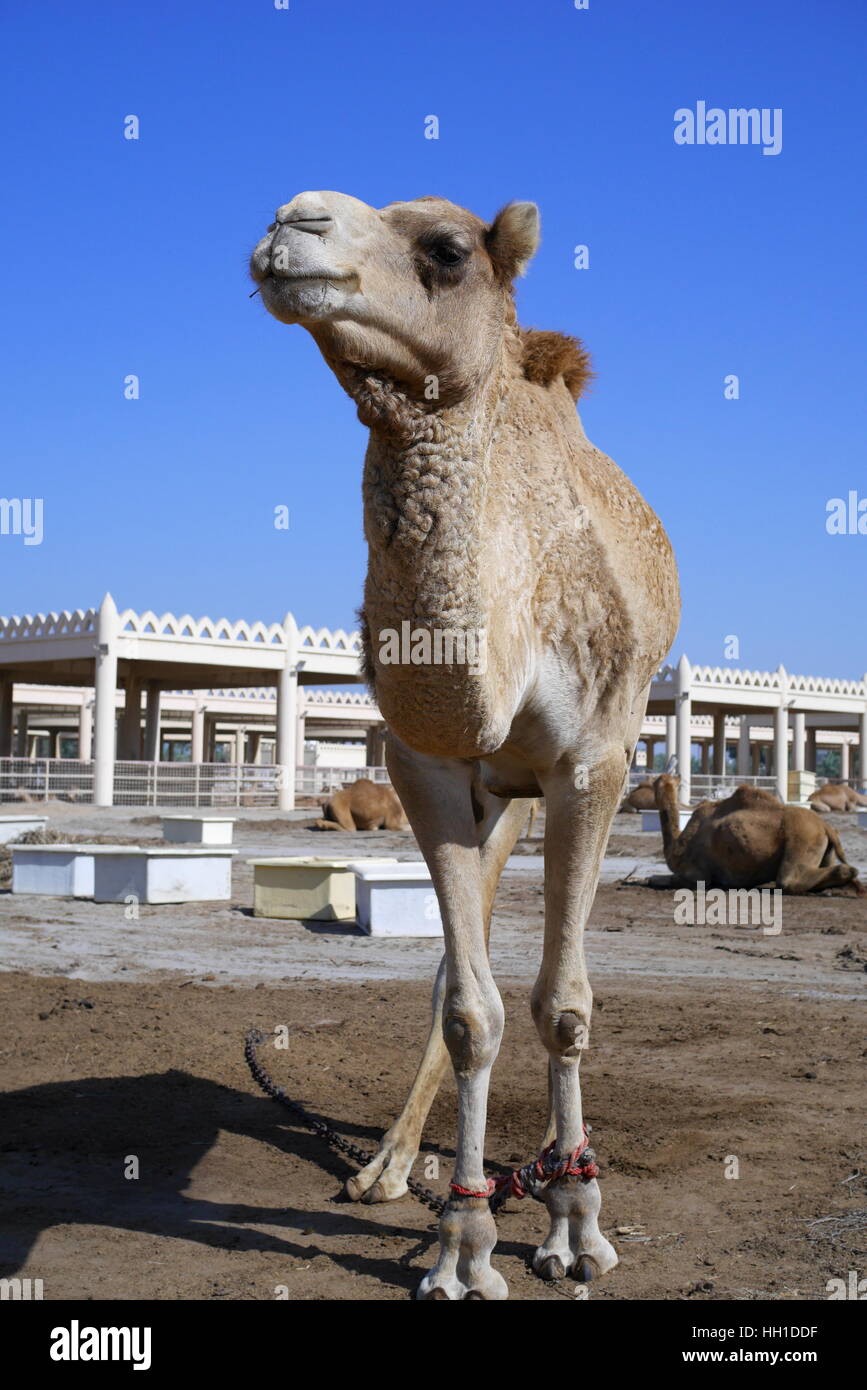 Camels at the camel farm in Janabiya, Kingdom of Bahrain Stock Photo ...