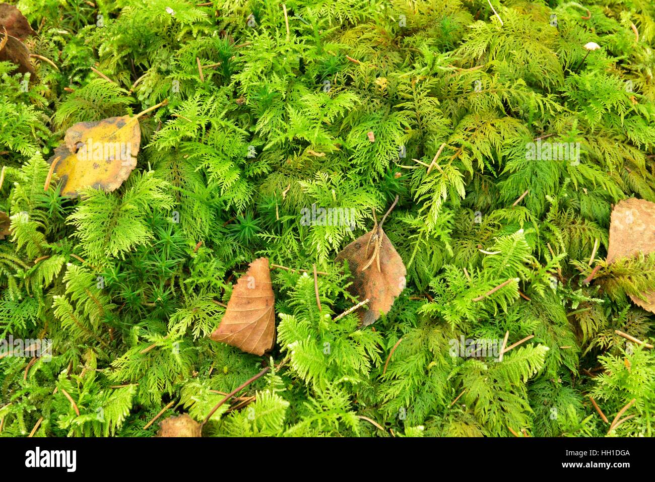 Dried birch leaves on tamarisk thuidium moss (Thuidium tamariscinum ...