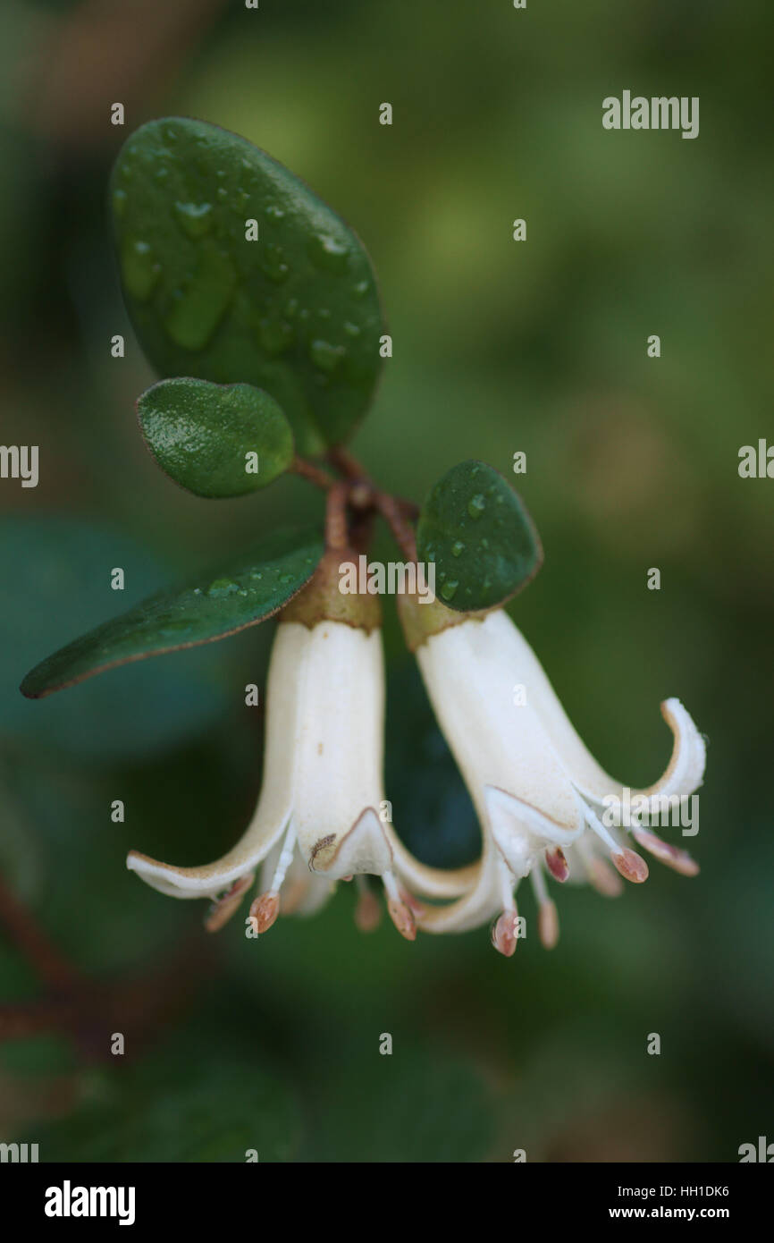 Correa ivory bells hi-res stock photography and images - Alamy