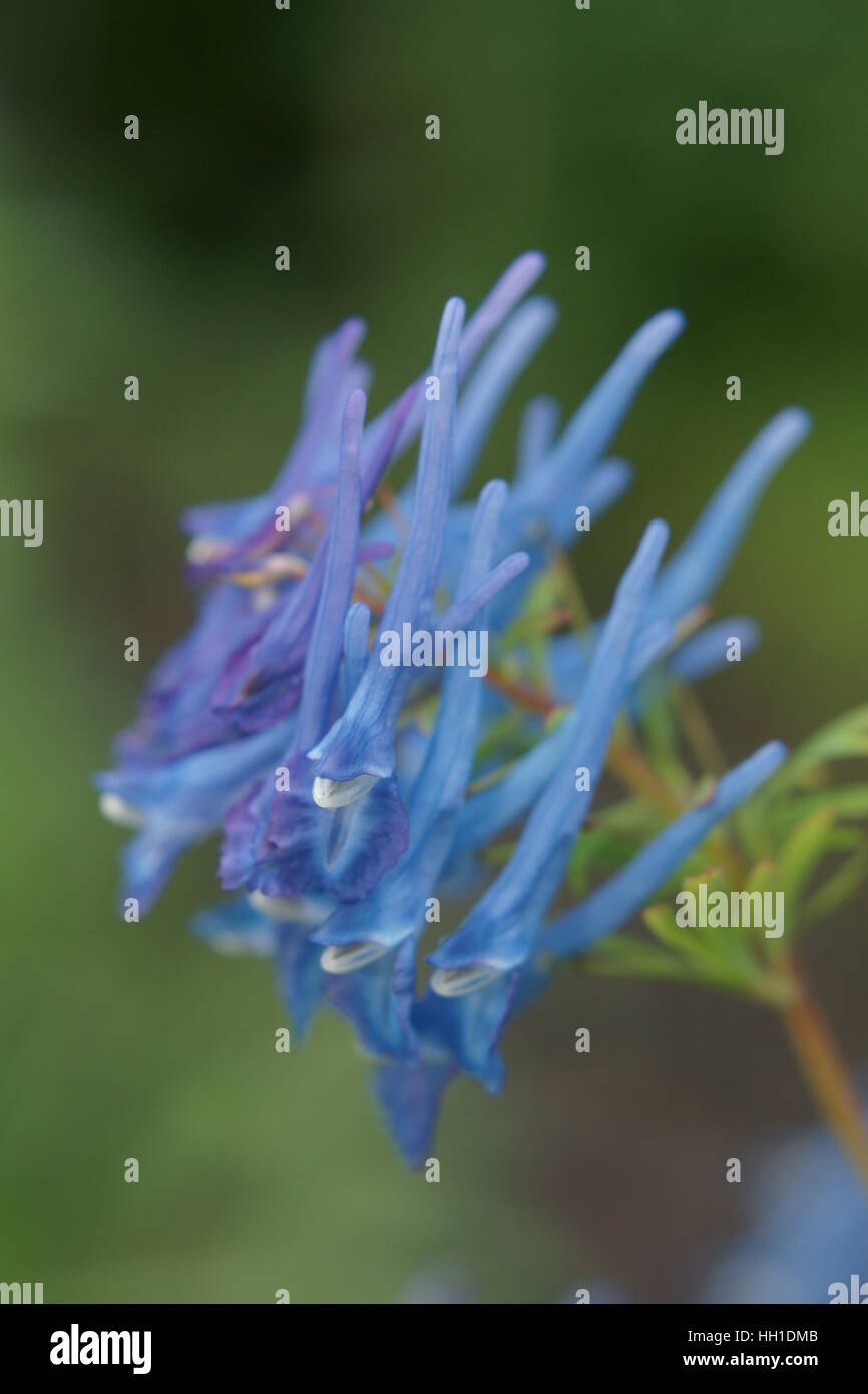 Corydalis elata hi-res stock photography and images - Alamy