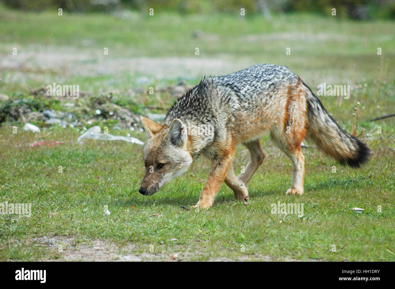 Patagonian Grey Fox, Torres del Paine National Park Patagonia, Chile ...