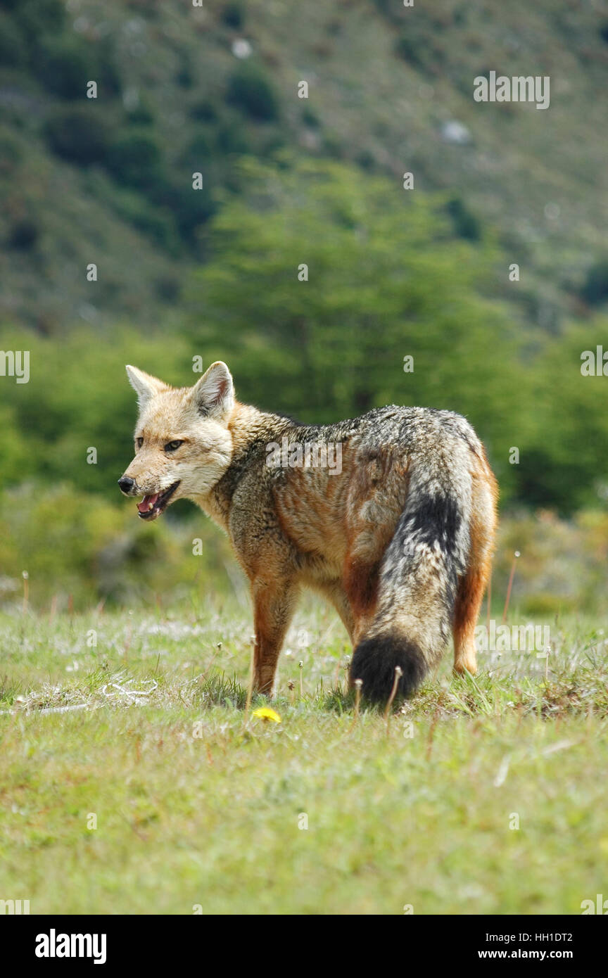 Patagonian Grey Fox, Torres del Paine National Park Patagonia, Chile ...