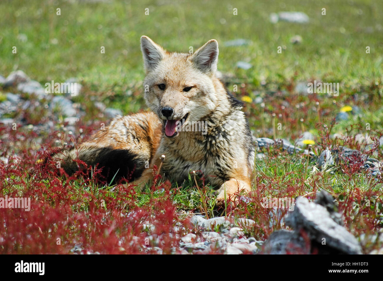 Patagonian Grey Fox, Torres del Paine National Park Patagonia, Chile ...
