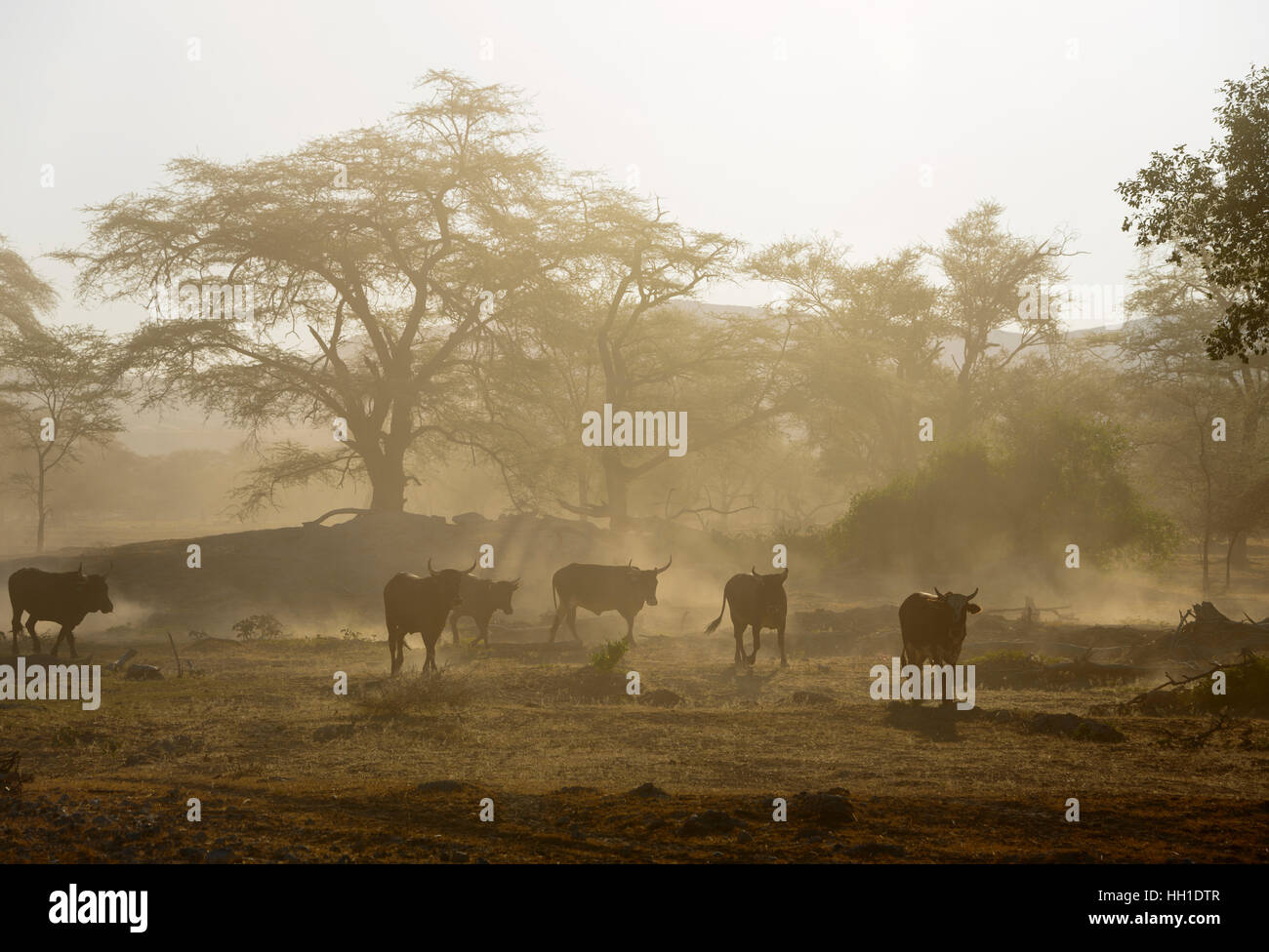 Cattle herd in dusty back lit landscape, Sesfontein, Namibia Stock ...
